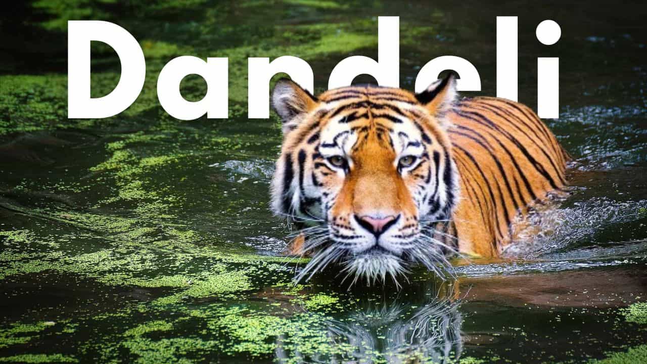 Everything About Dandeli | History, Places to Visit, Resorts & Guide ...