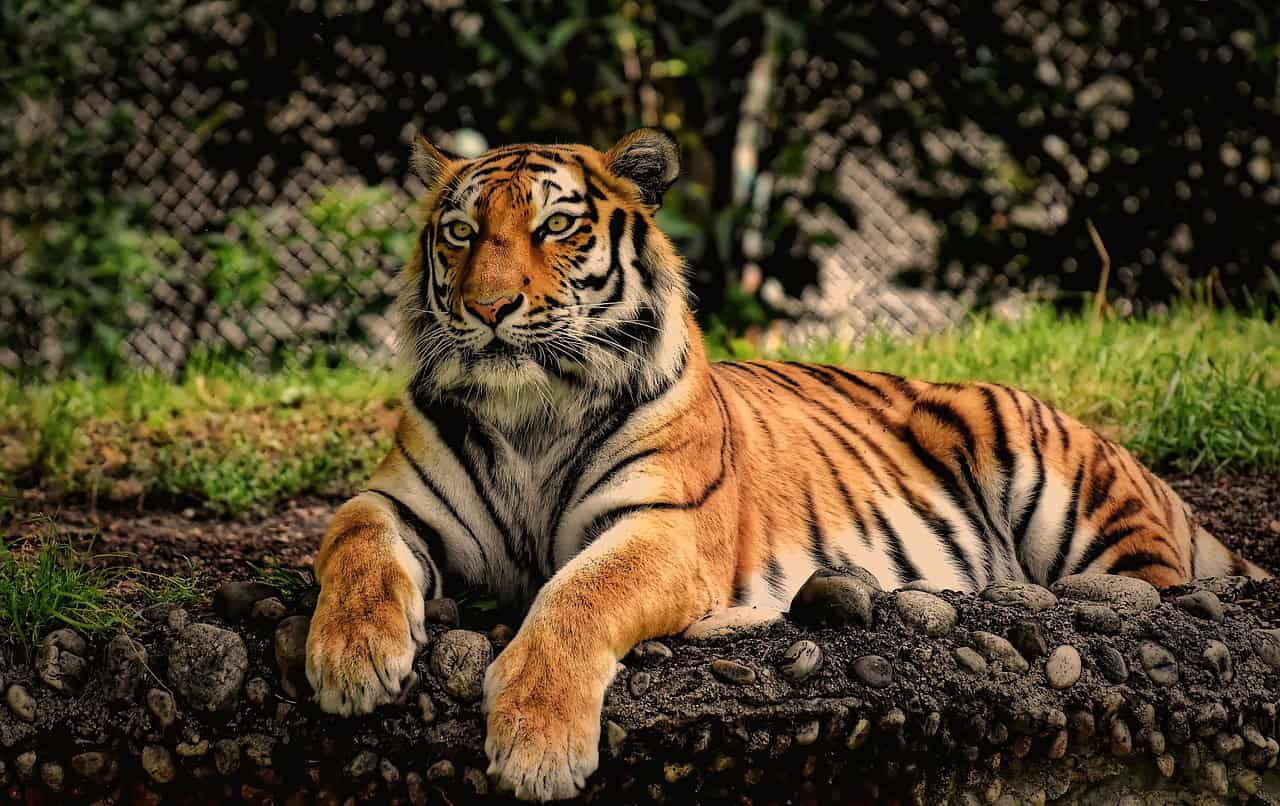 6 Best Places to Visit in Dandeli for 1 day Trip in 2025 - Dandeli Explorer